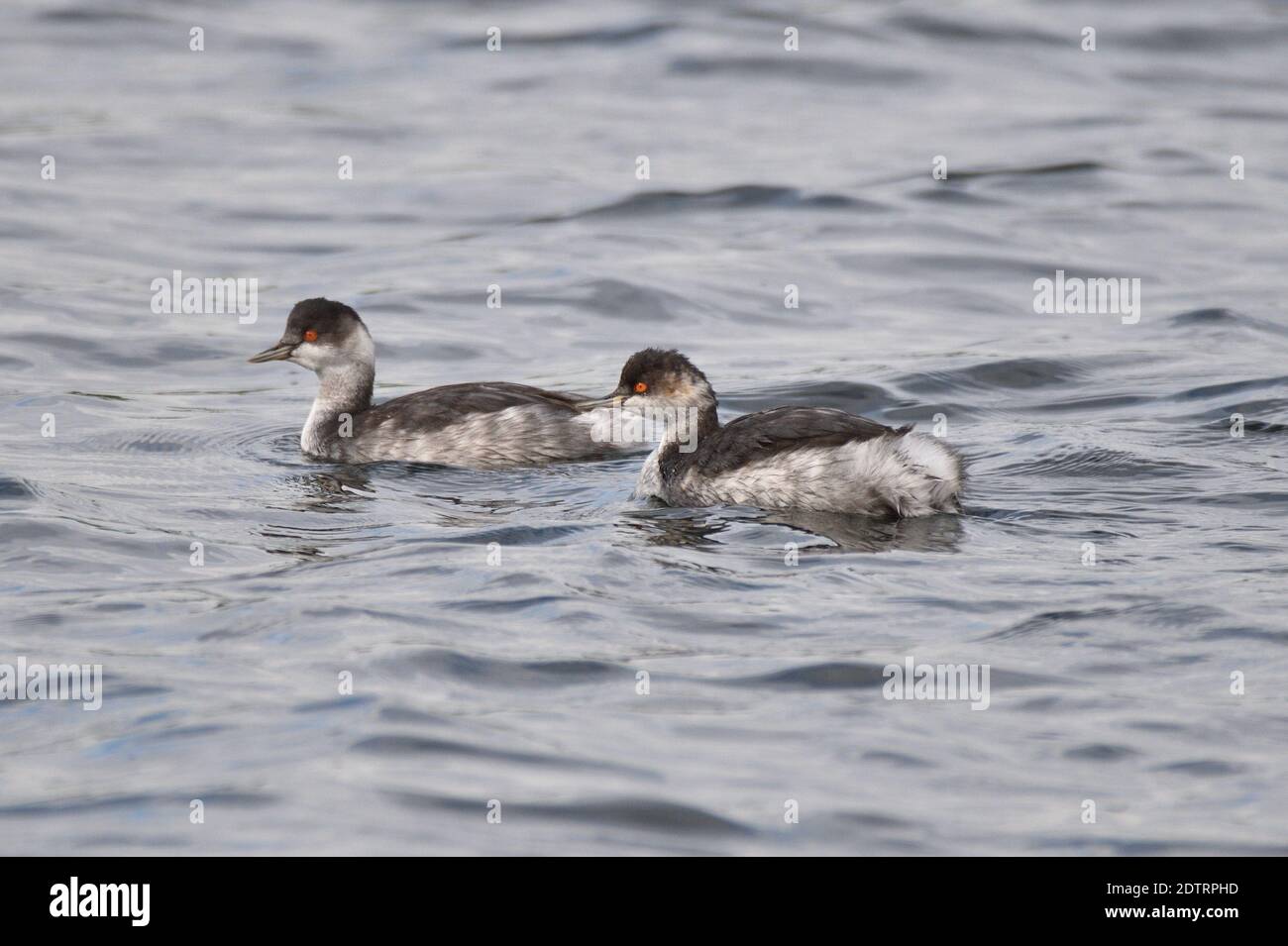 Black necked grebe in winter plumage hi-res stock photography and ...