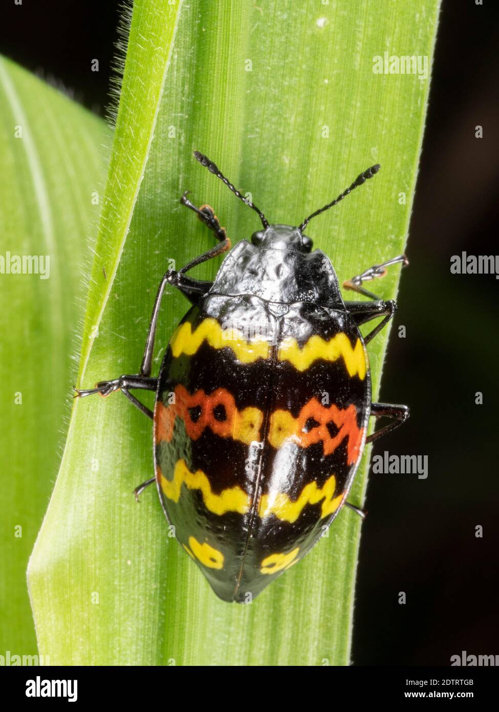 Leaf beetle (family Chrysomelidae) in montane rainforest near Banos on ...