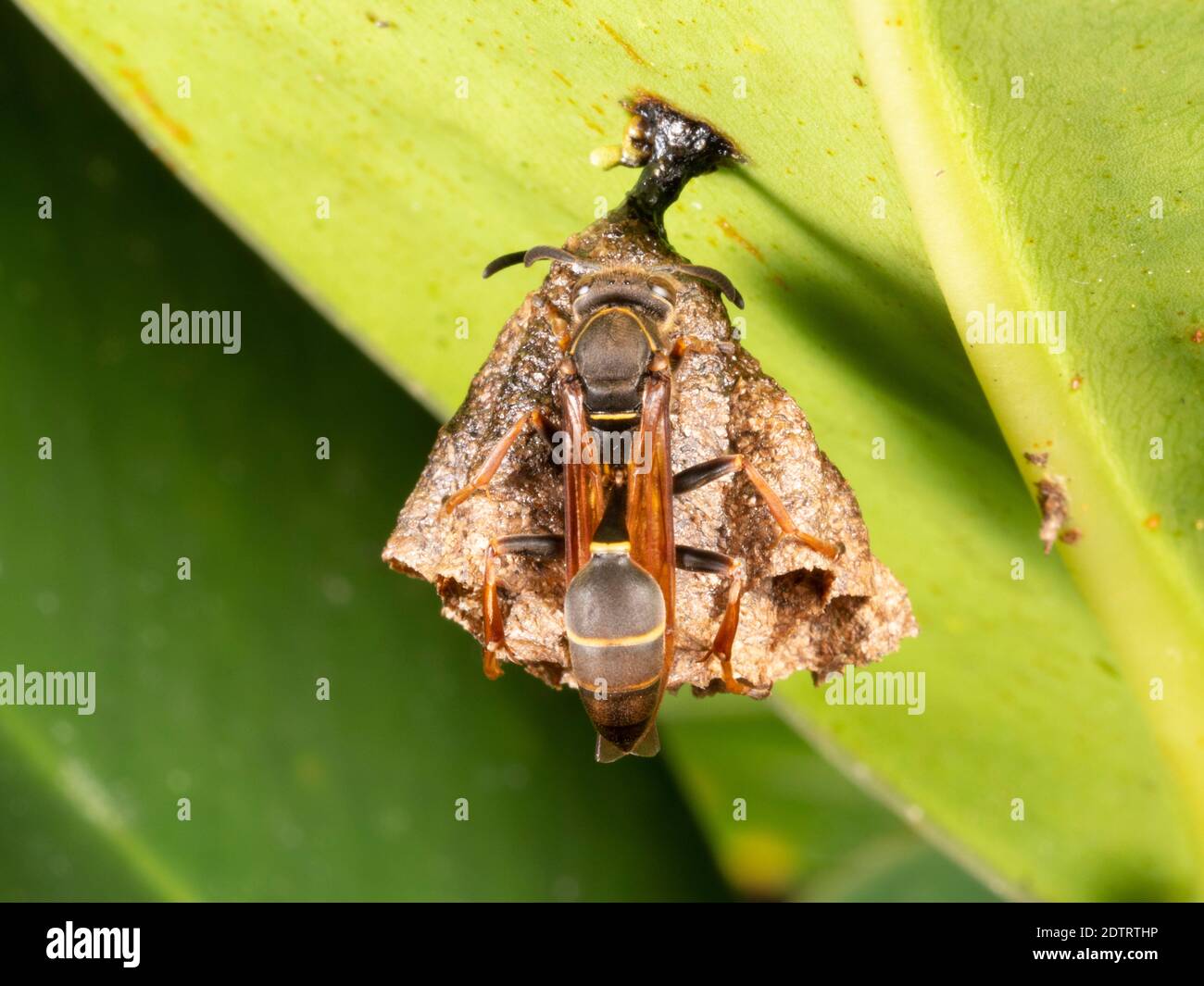 A small wasp nest with a single female under a leaf In montane ...