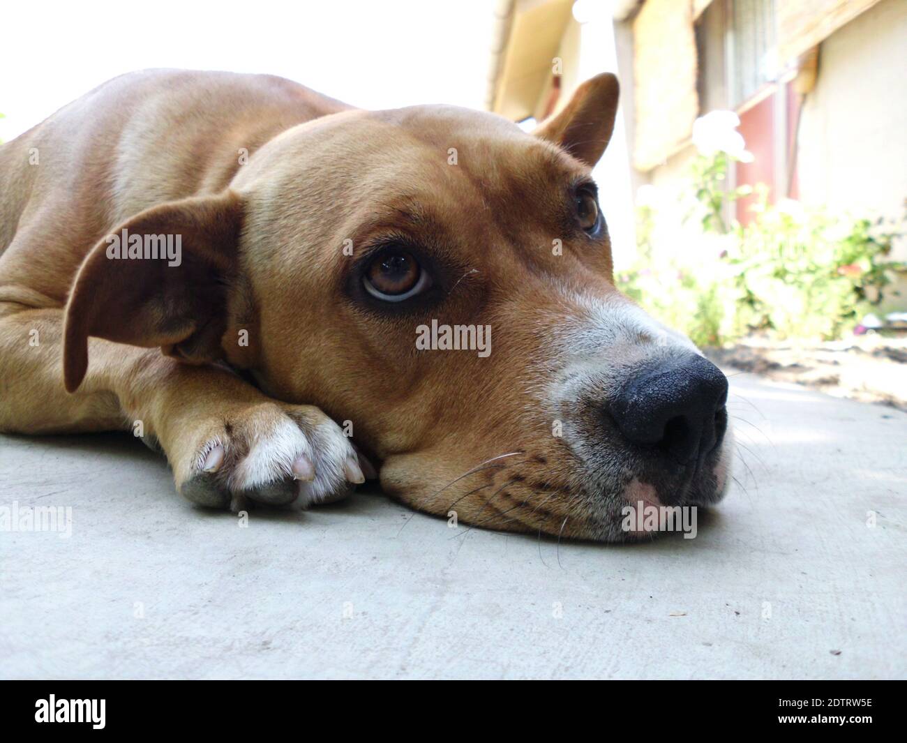A closeup portrait of a cute American Staffordshire terrier lying on a ...