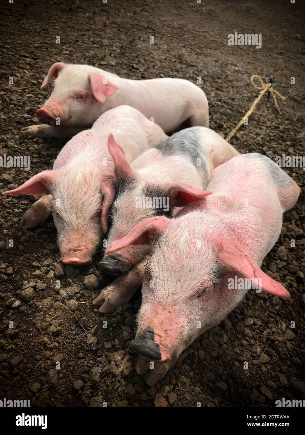 Sold as pets hi-res stock photography and images - Alamy