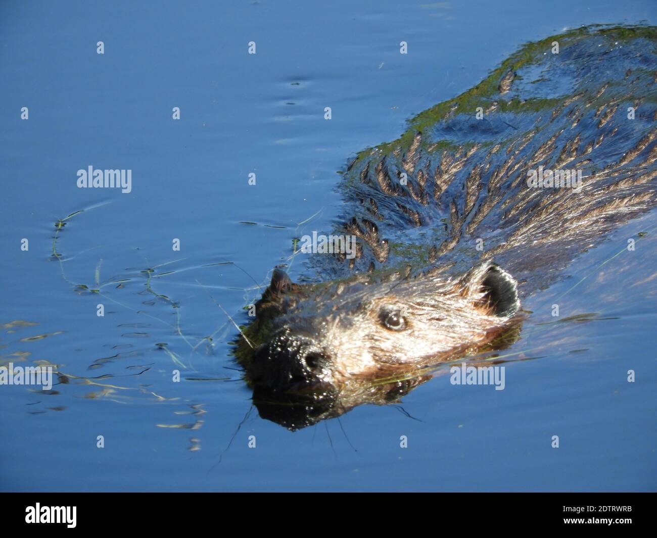 Beaver swimming underwater hi-res stock photography and images - Alamy