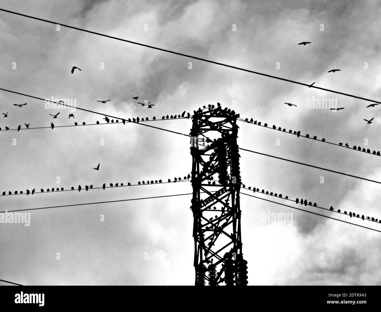 Birds on electrical cables hi-res stock photography and images - Alamy