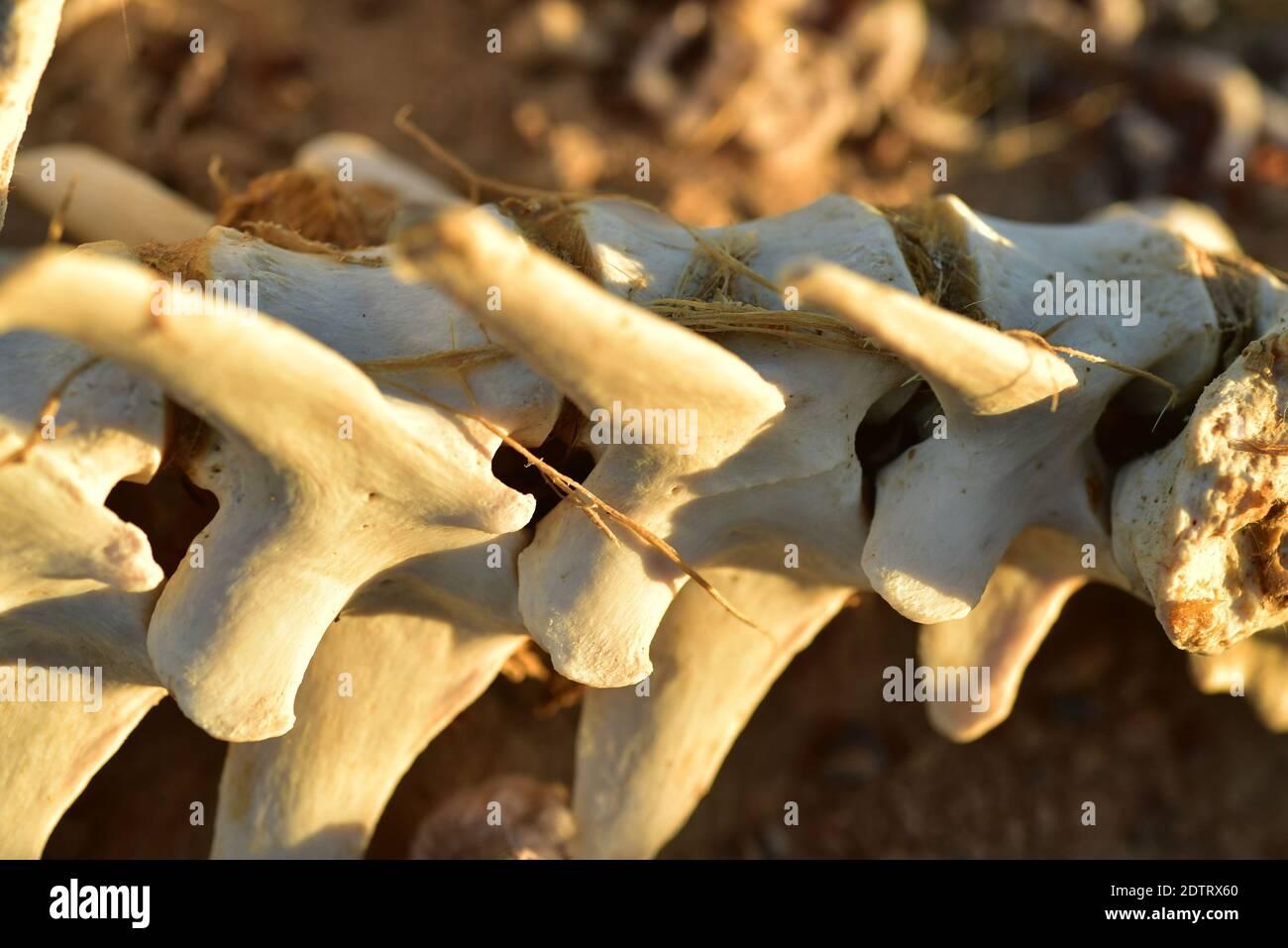 Spine bones animal hi-res stock photography and images - Alamy