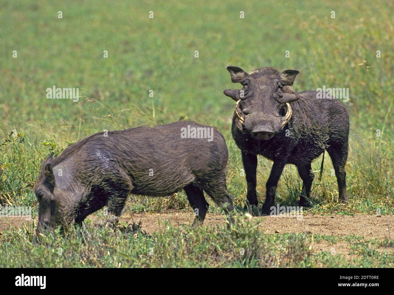 Warthog on serengeti hi-res stock photography and images - Alamy