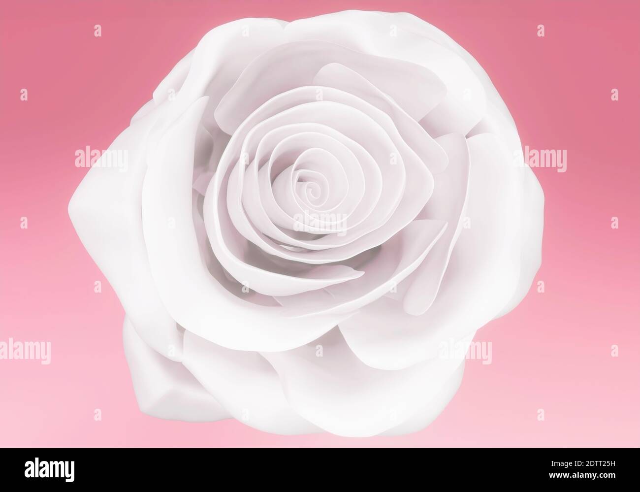 one elegant white rose close up background, 3d render Stock Photo - Alamy