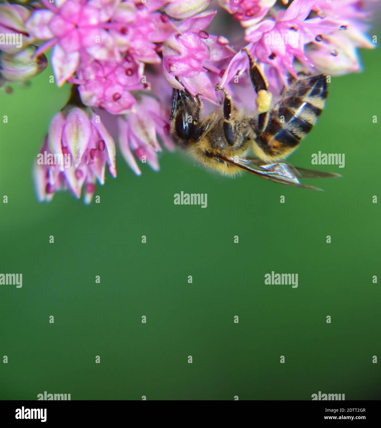 Detail bee upside down hi-res stock photography and images - Alamy