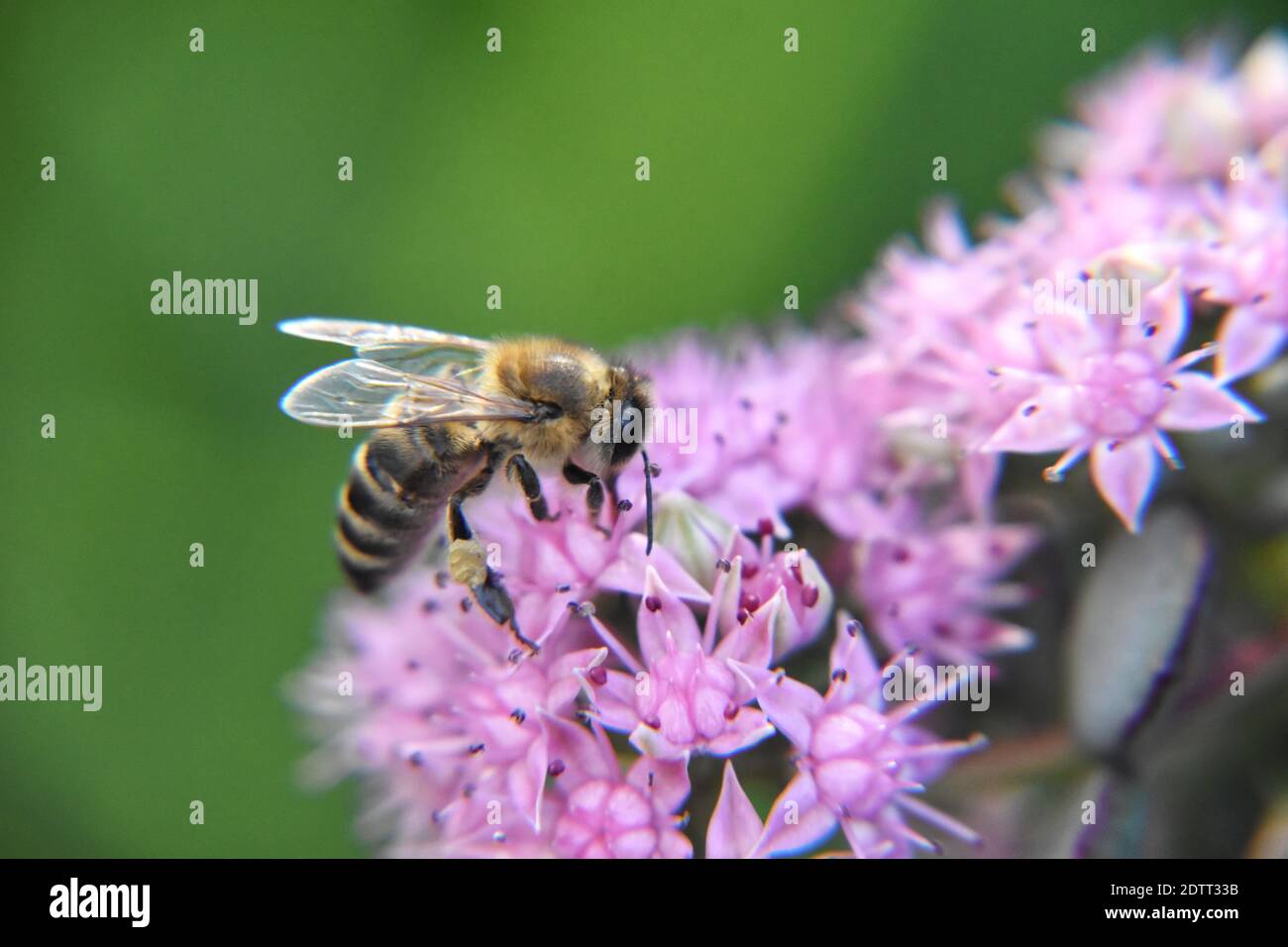 Purple wild flo hi-res stock photography and images - Alamy