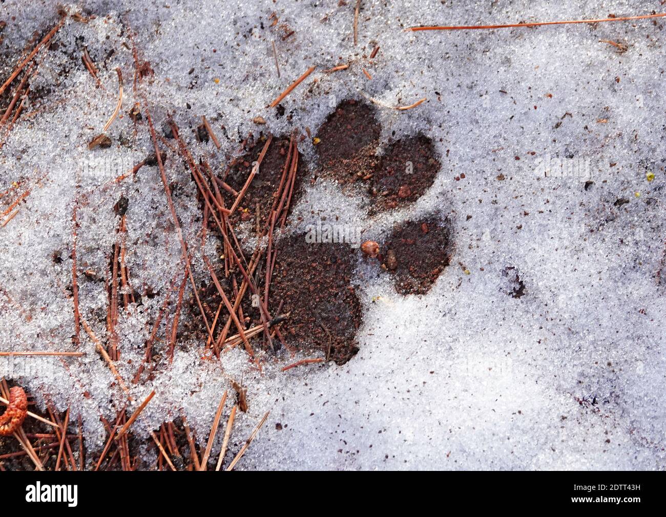 Mountain Lion Paw Print