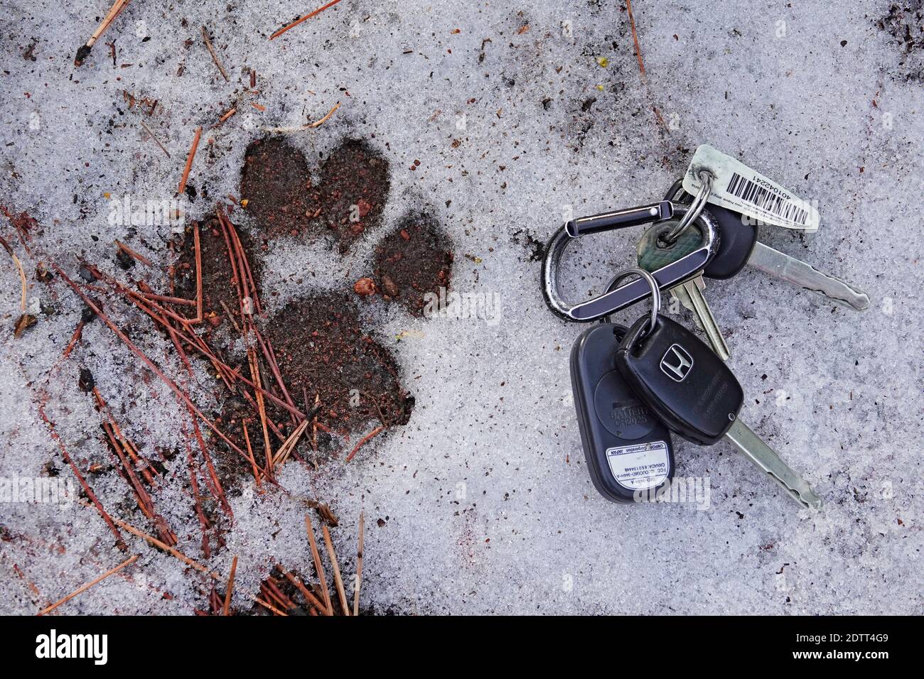 Lion spoor hi-res stock photography and images - Alamy