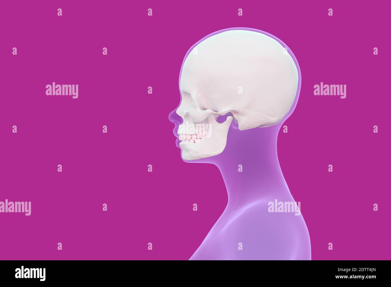 view of the skull in the human head, female head scan in profile ...