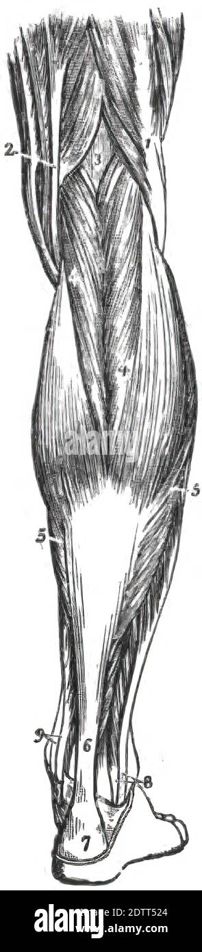 A vertical illustration of the human leg. Limb structure from human ...
