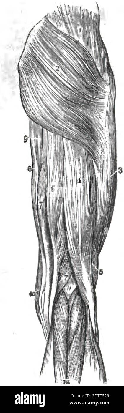A vertical illustration of the human leg. Limb structure from human ...