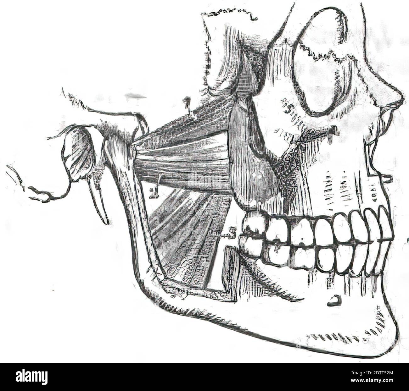 An illustration of the human face. Facial bonestructure from human ...
