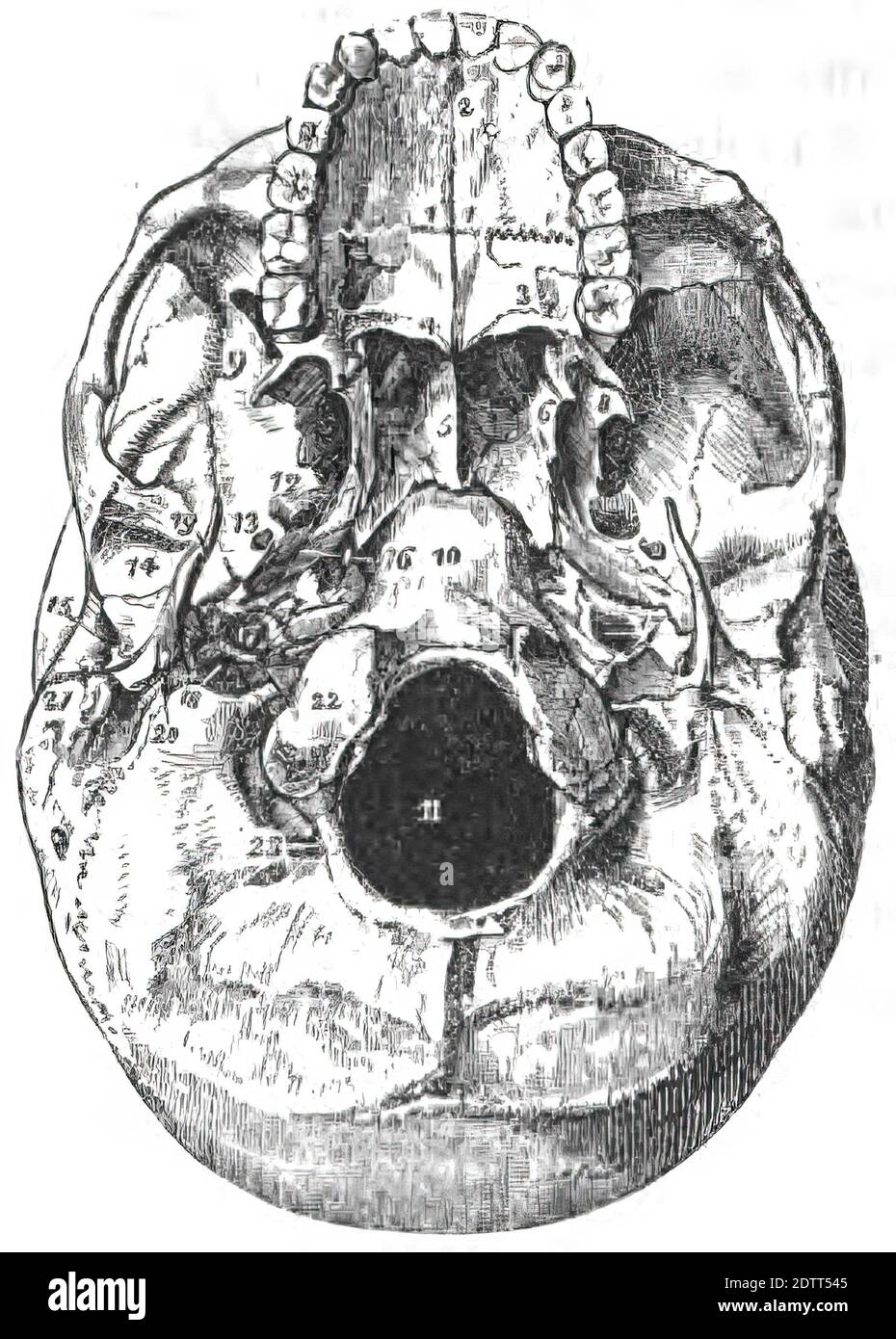 An illustration of the human skull. Facial bone structure from human ...