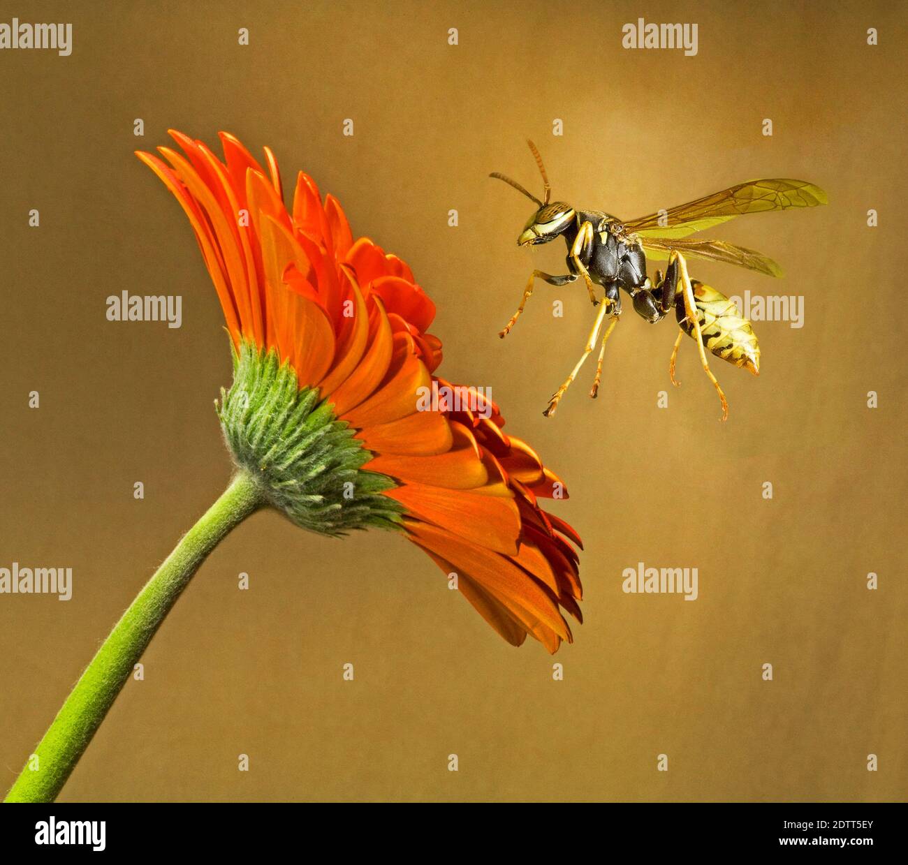 Flying garden hi-res stock photography and images - Alamy