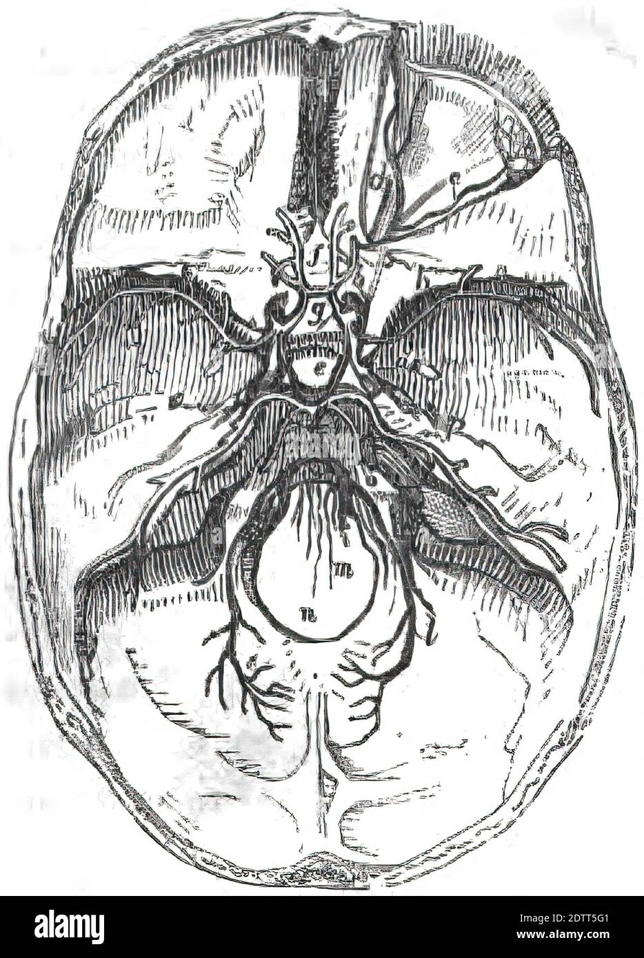 An illustration of a head skull brain structure, inner skull formation ...