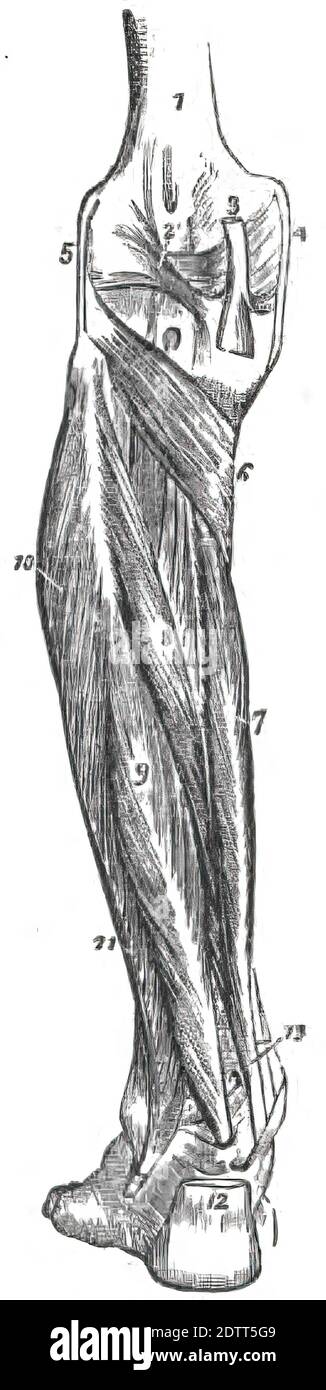A vertical illustration of the human leg. Limb structure from human ...