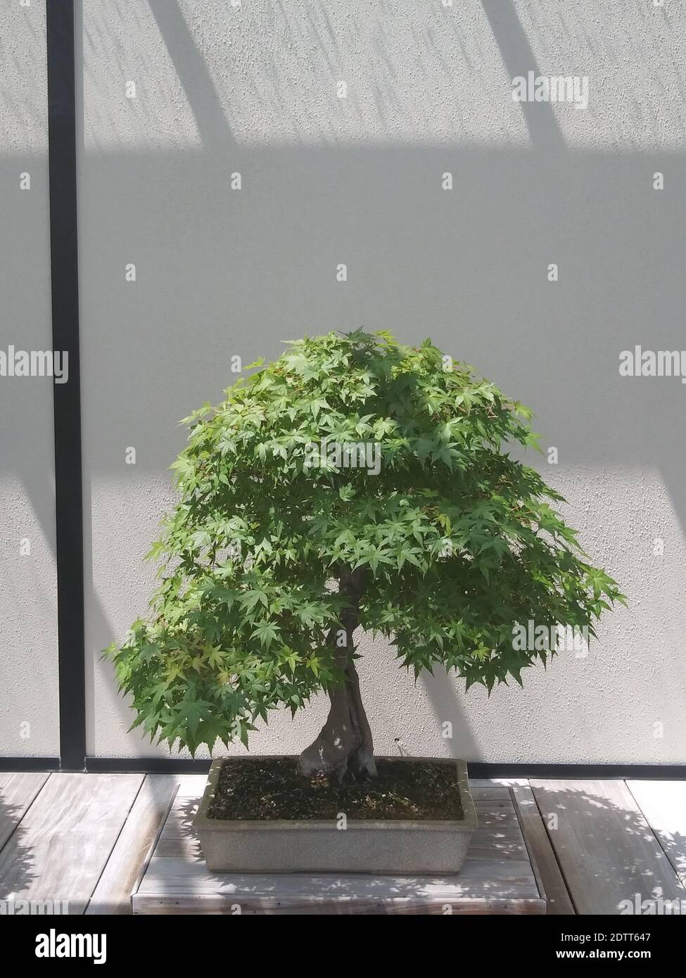Bonsai tree shadow hi-res stock photography and images - Alamy