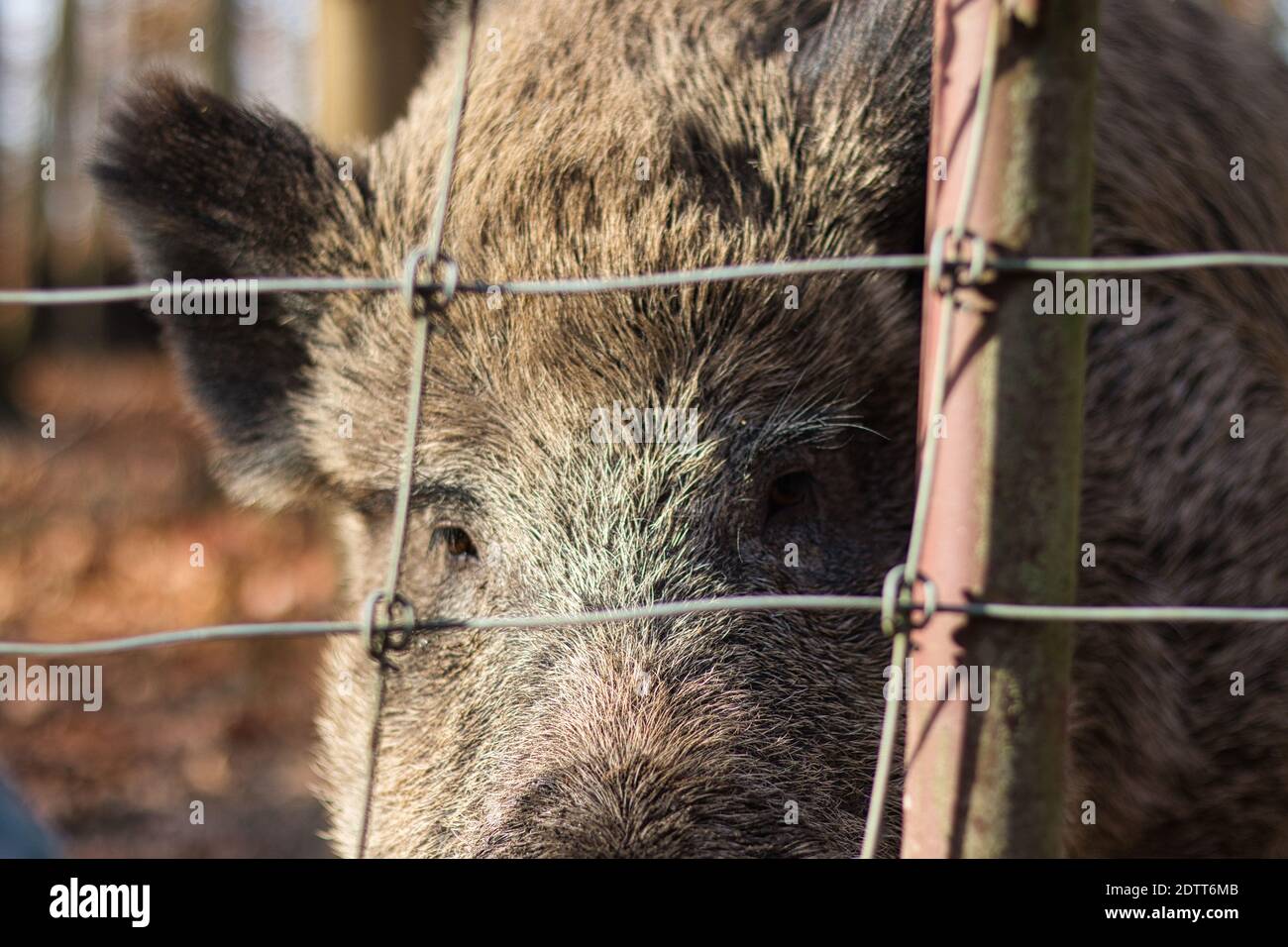 A closeup of a wild hog in a cage during the daytime Stock Photo - Alamy