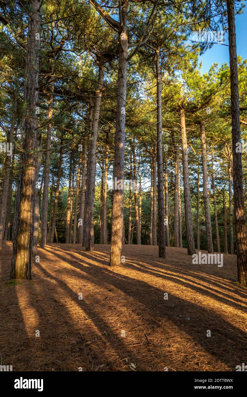 Pine trees formby hi-res stock photography and images - Alamy