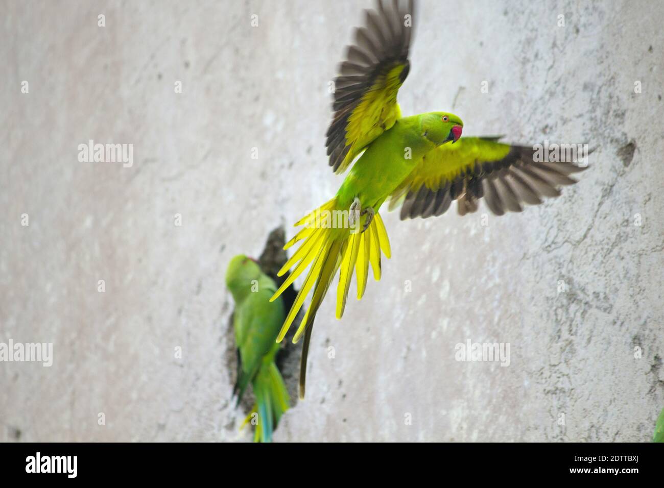 Indian parakeet hi-res stock photography and images - Alamy
