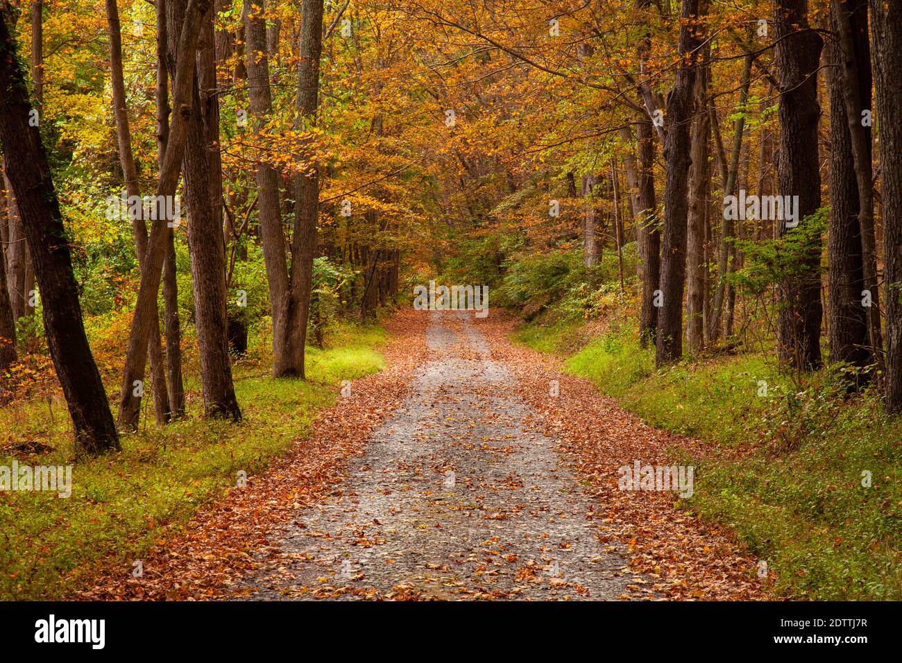 Pennsylvania forest road hi-res stock photography and images - Alamy