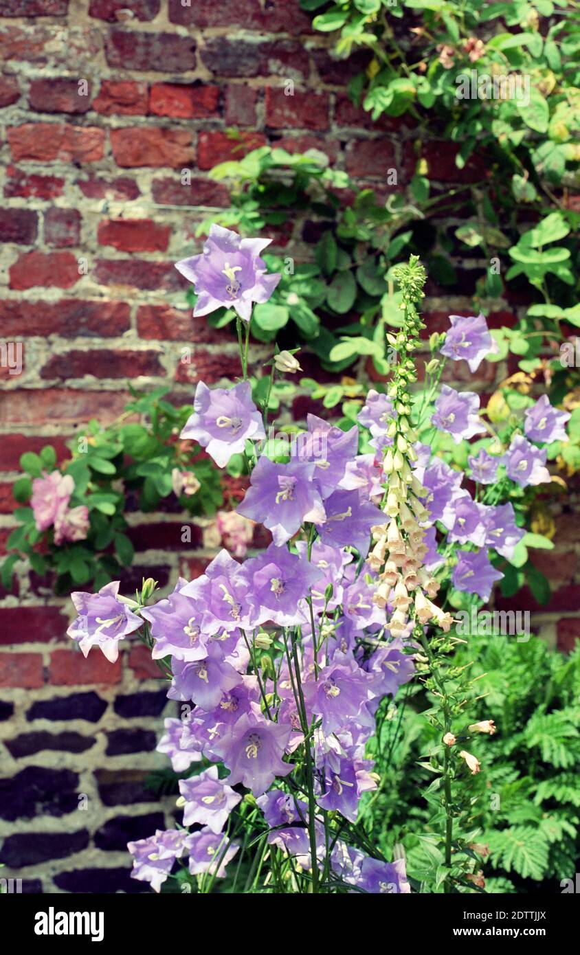 Peach-leaved Bellflower (Campanula Persicifolia) growing in an English ...