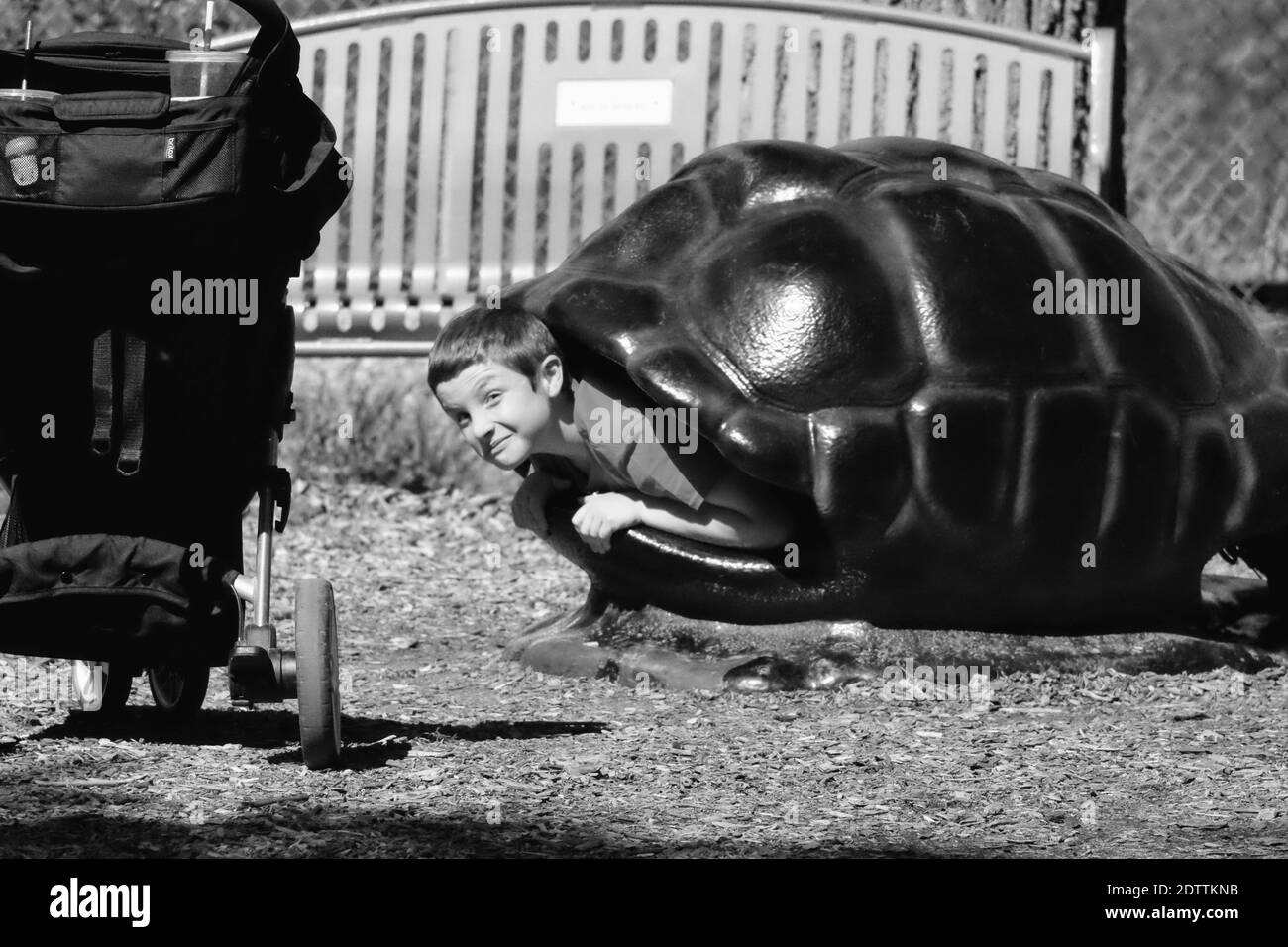 Baby turtle Black and White Stock Photos & Images - Alamy