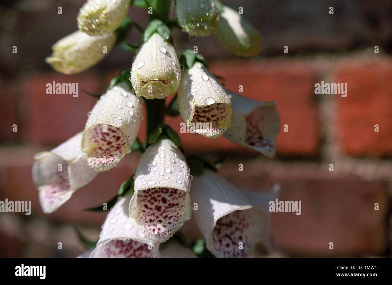 Digitalis purpurea "Alba", a white-flowered foxglove, in close-up, in ...
