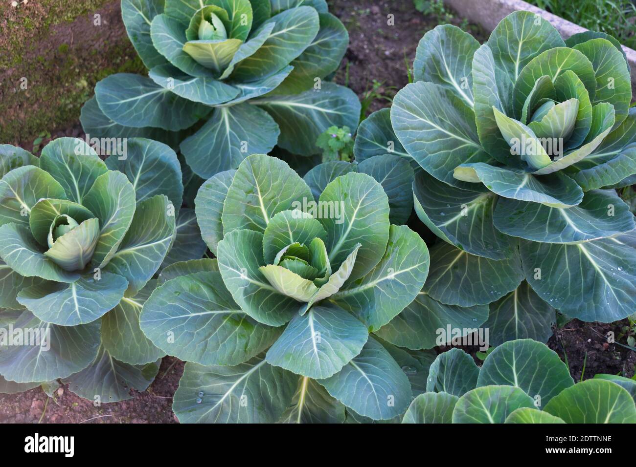 Cabbage garden hi-res stock photography and images - Alamy