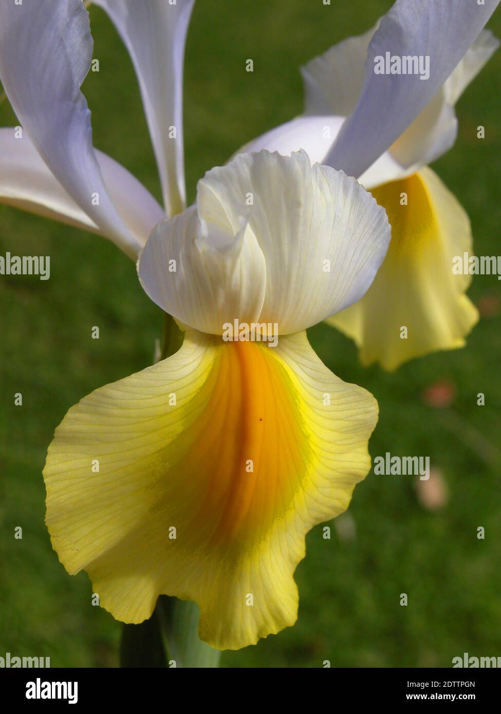 Iris hollandica "Montecito" flower Stock Photo - Alamy