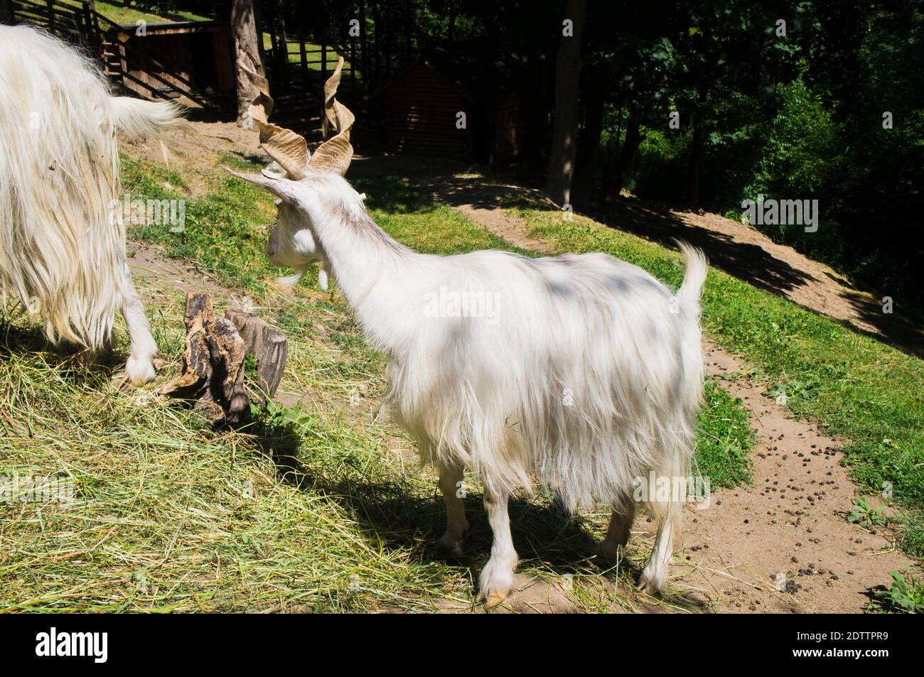 The Domestic Goat, Girgentana Goat breed, Capra aegagrus f. hircus ...