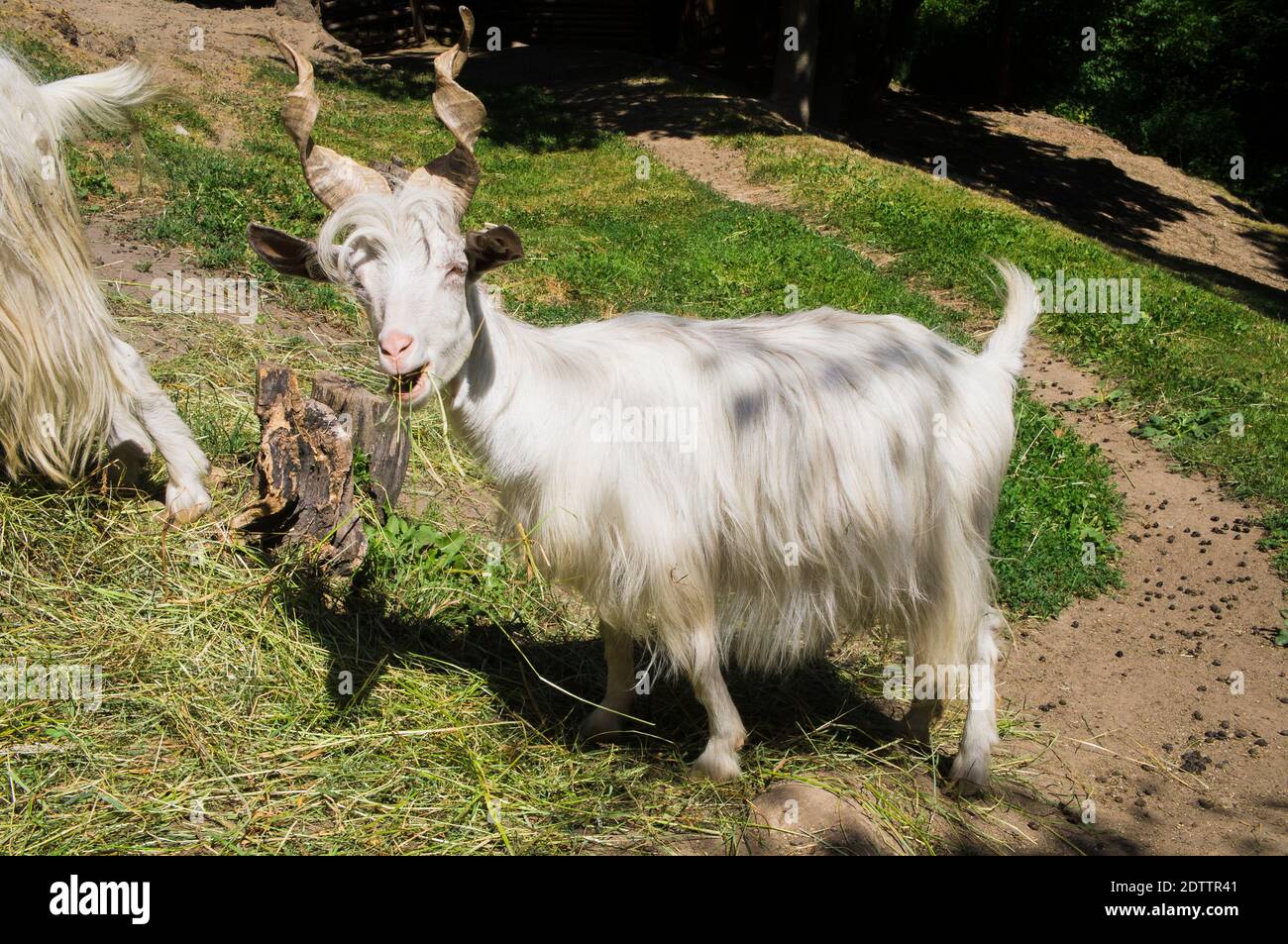 The Domestic Goat, Girgentana Goat breed, Capra aegagrus f. hircus ...