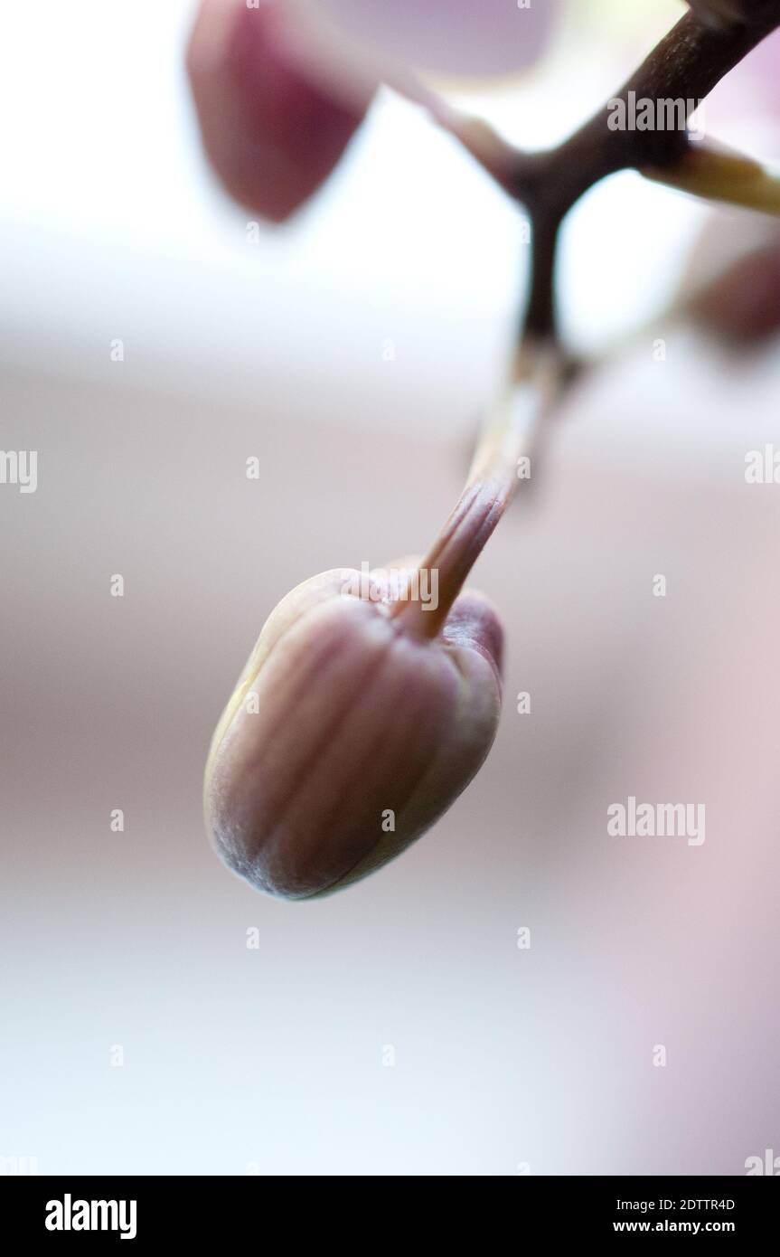 A closeup shot of small orchid bud Stock Photo - Alamy