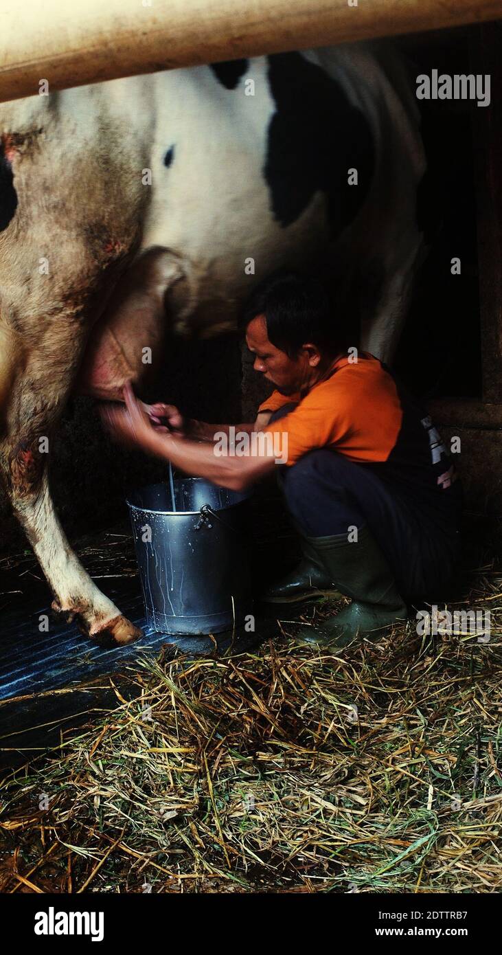 Crouching cow hi-res stock photography and images - Alamy