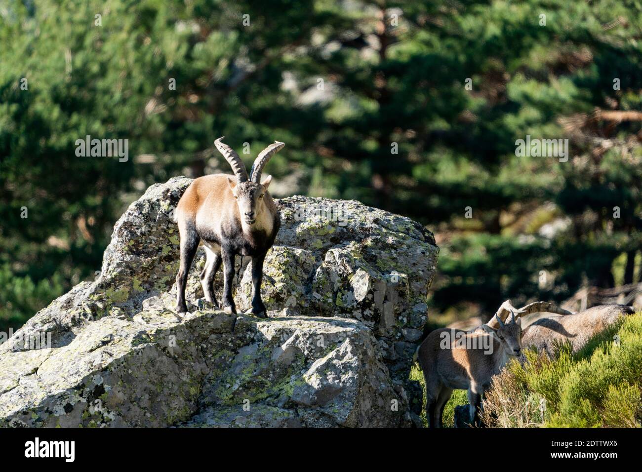 Iberian ibex, Spanish ibex, Spanish wild goat, or Iberian wild goat ...