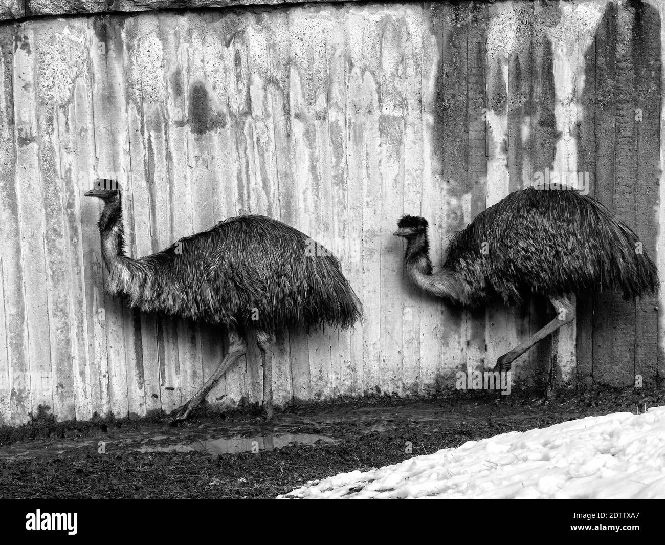Ostrich Face Angry