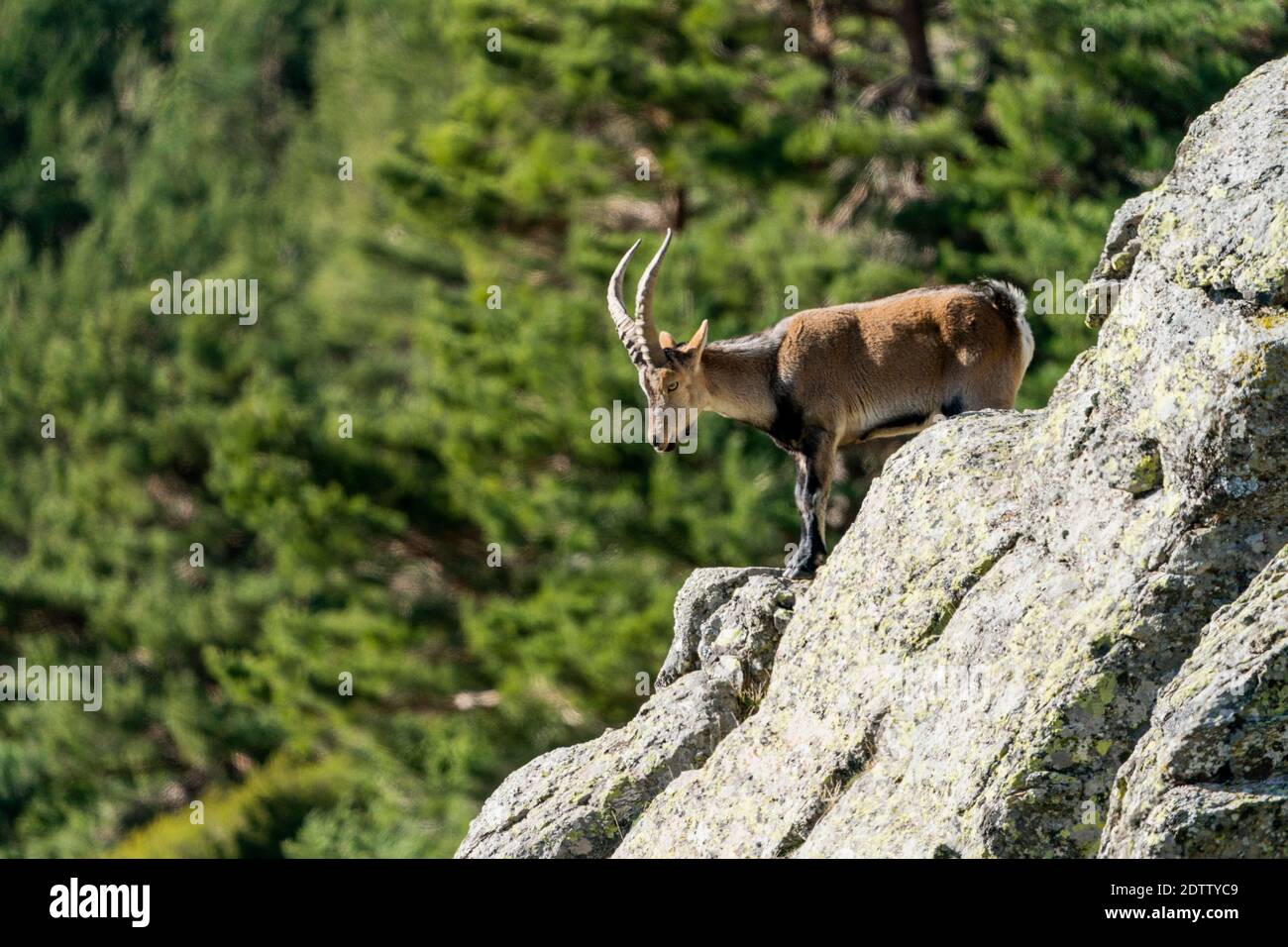 Iberian ibex, Spanish ibex, Spanish wild goat, or Iberian wild goat ...