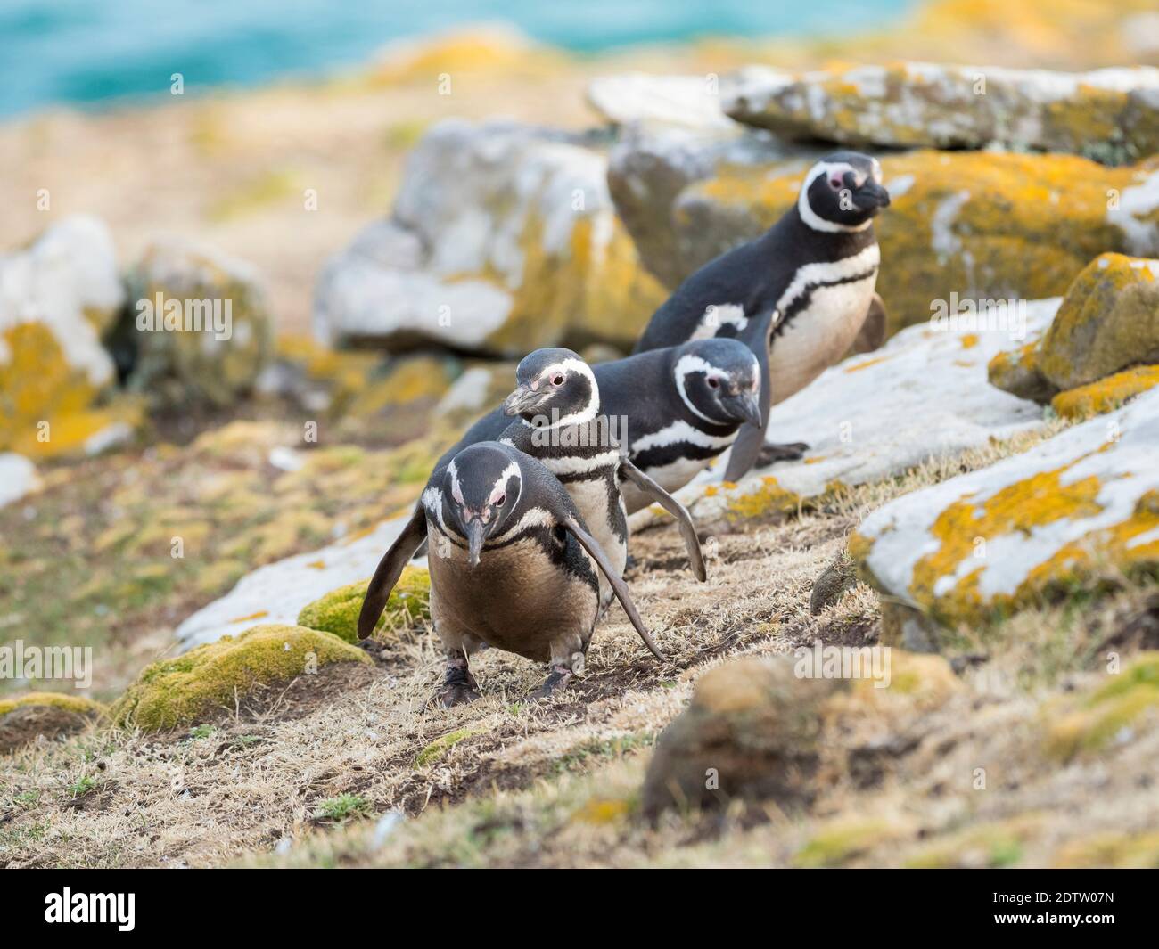 Magellanic Penguin (Spheniscus magellanicus). South America, Falkland ...