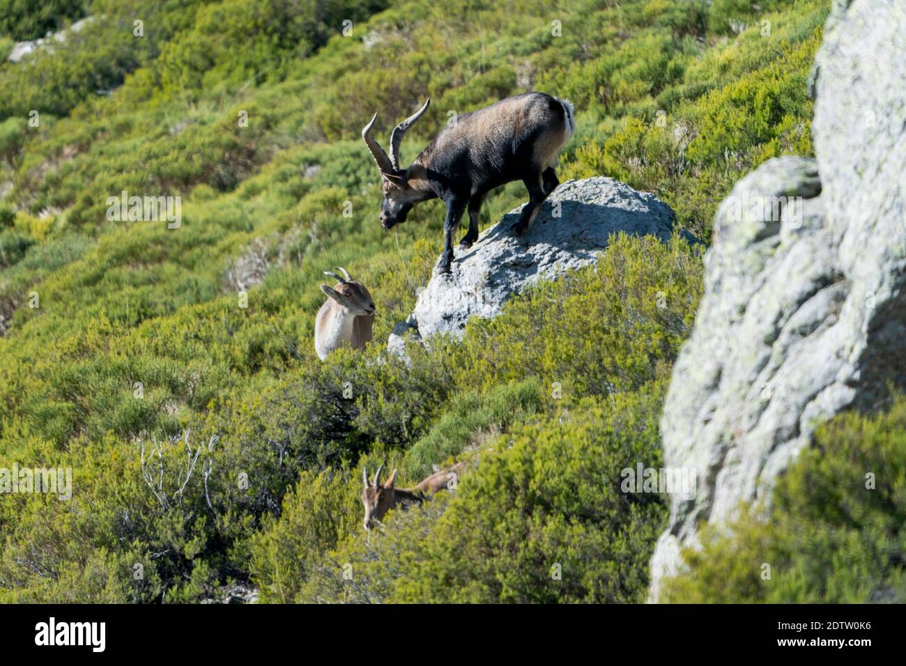 Iberian ibex, Spanish ibex, Spanish wild goat, or Iberian wild goat ...