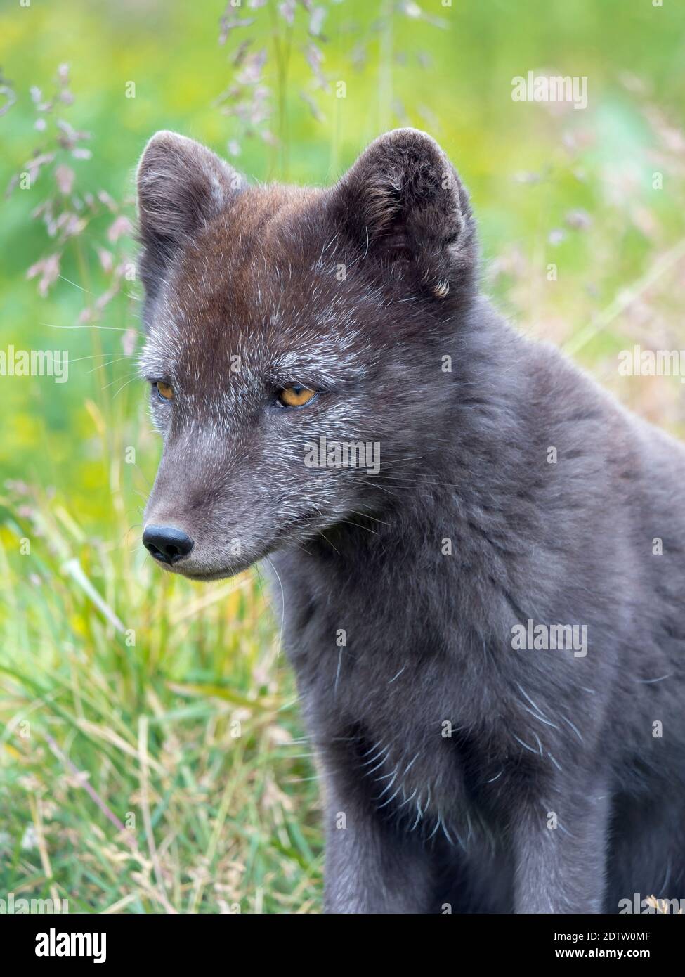 Arctic Fox (Vulpes lagopus, Alopex lagopus), Melrakkasetur Islands ...