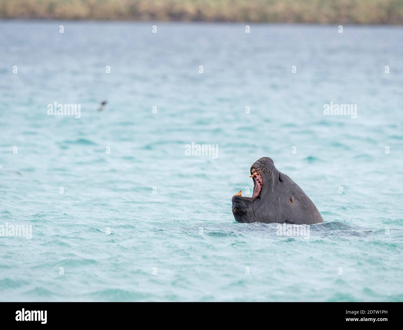 Young bull huntig for Gentoo penguins. The hunt happens on the beach ...