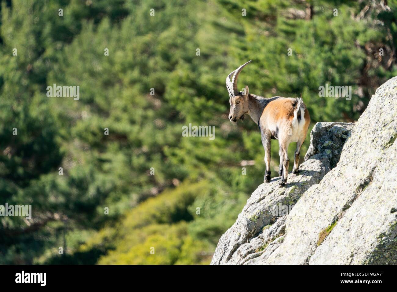 Iberian ibex goat hi-res stock photography and images - Alamy