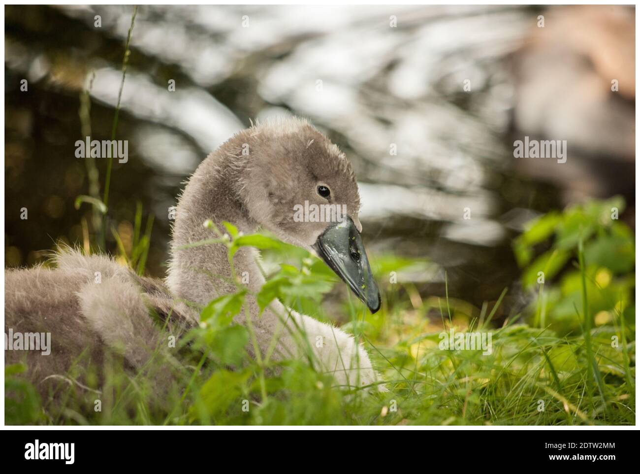 Cygnet animal Cut Out Stock Images & Pictures - Alamy