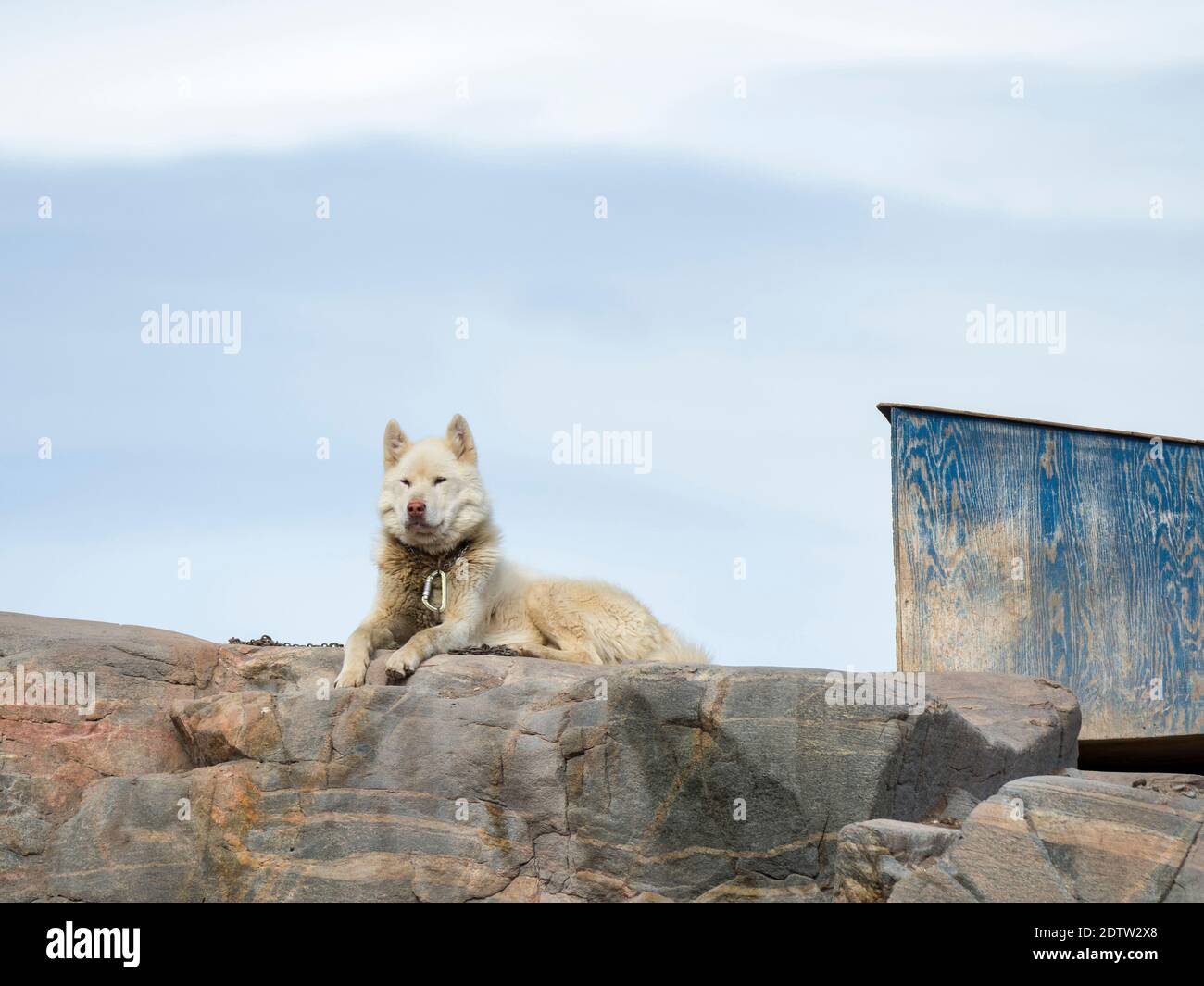 Greenland wolf hi-res stock photography and images - Alamy