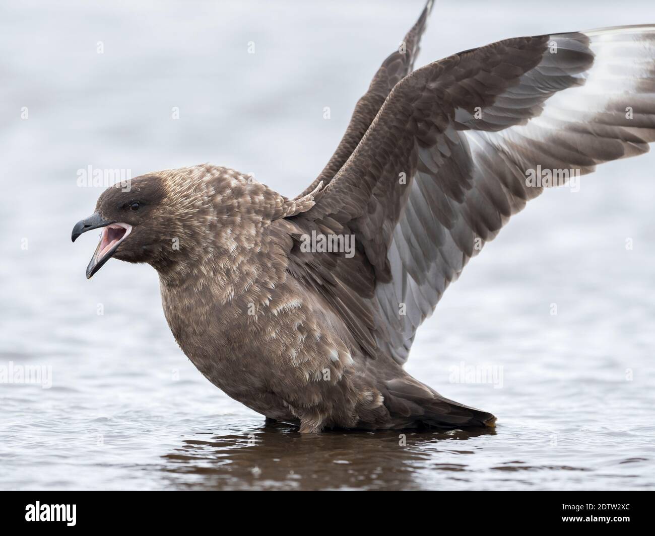 Falkland Skua or Brown Skua (Stercorarius antarcticus, exact taxonomy is under dispute). They ...
