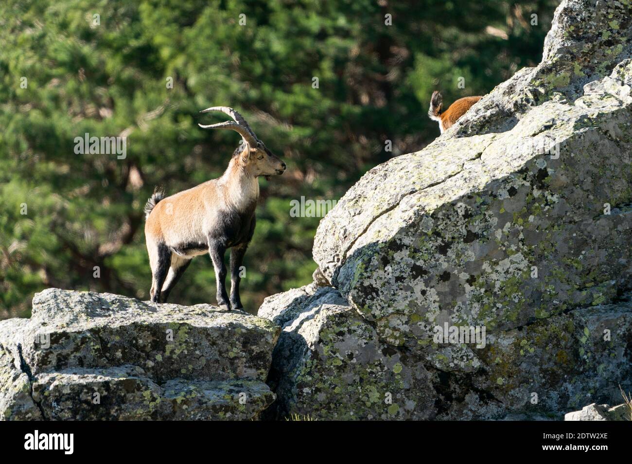 Iberian ibex, Spanish ibex, Spanish wild goat, or Iberian wild goat ...