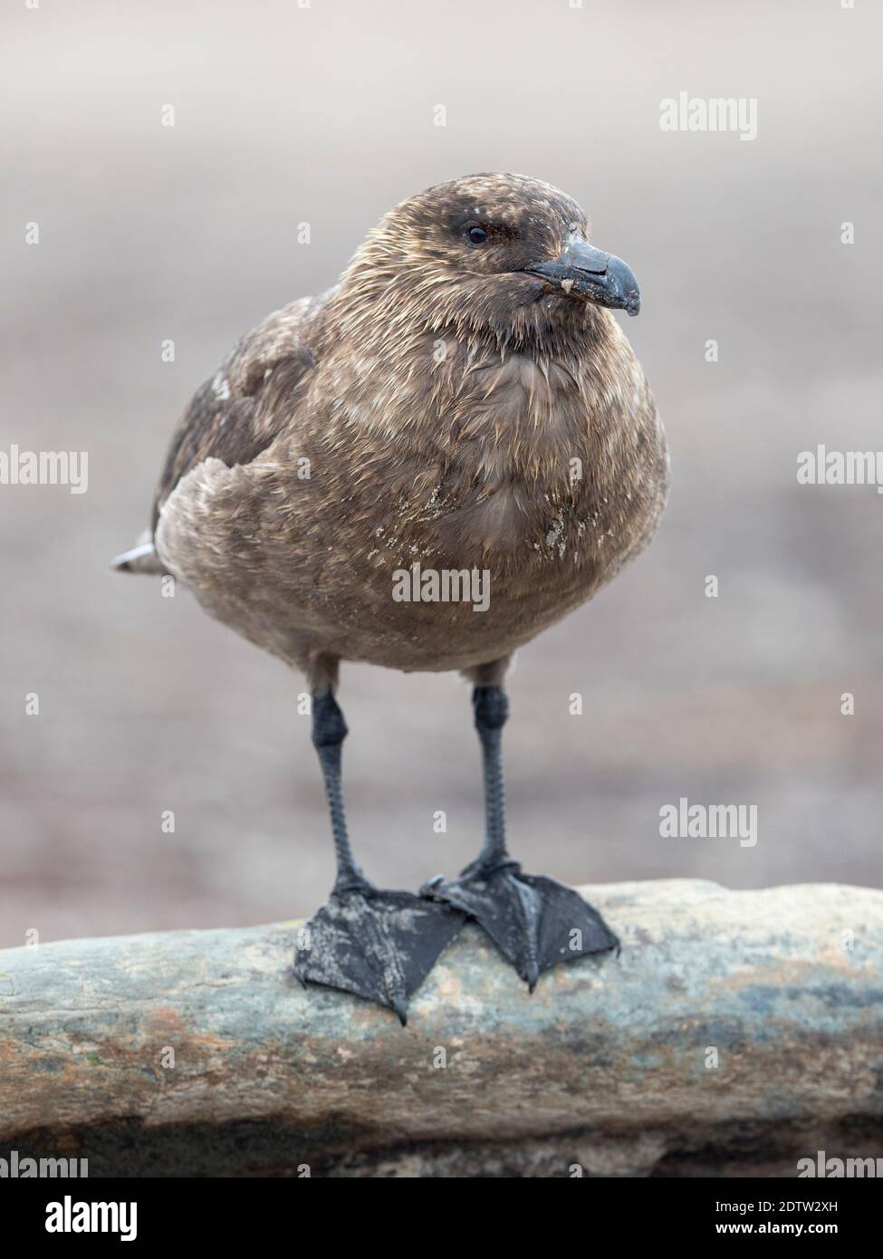 Polar neck hi-res stock photography and images - Alamy