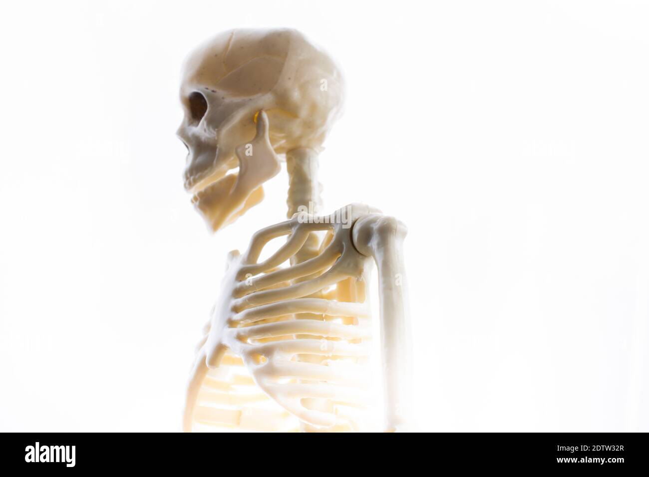 A view of a human skeleton looking to the left on a white backgrou ...